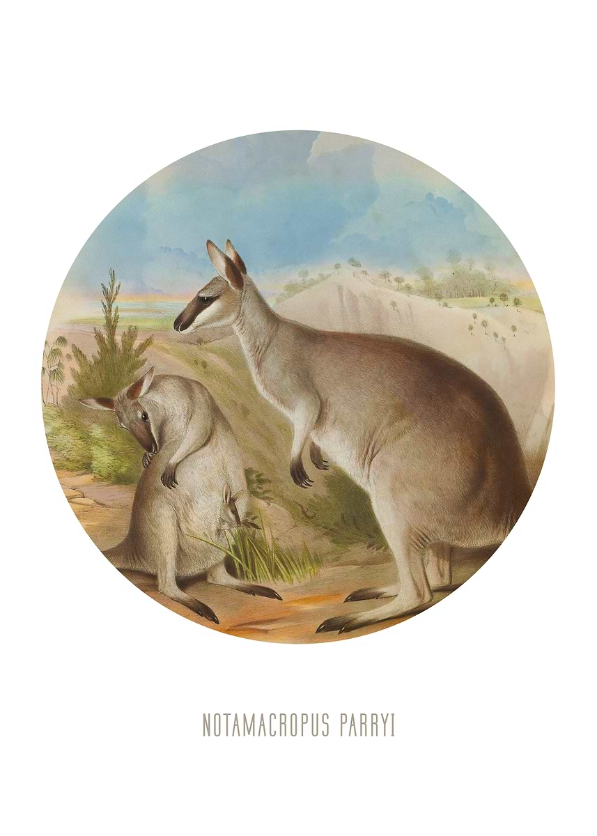 'Whiptail wallaby print' Poster, picture, metal print, paint by Aged ...