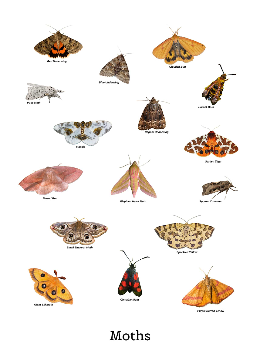 'Moths' Poster, picture, metal print, paint by Mark Källstrøm | Displate