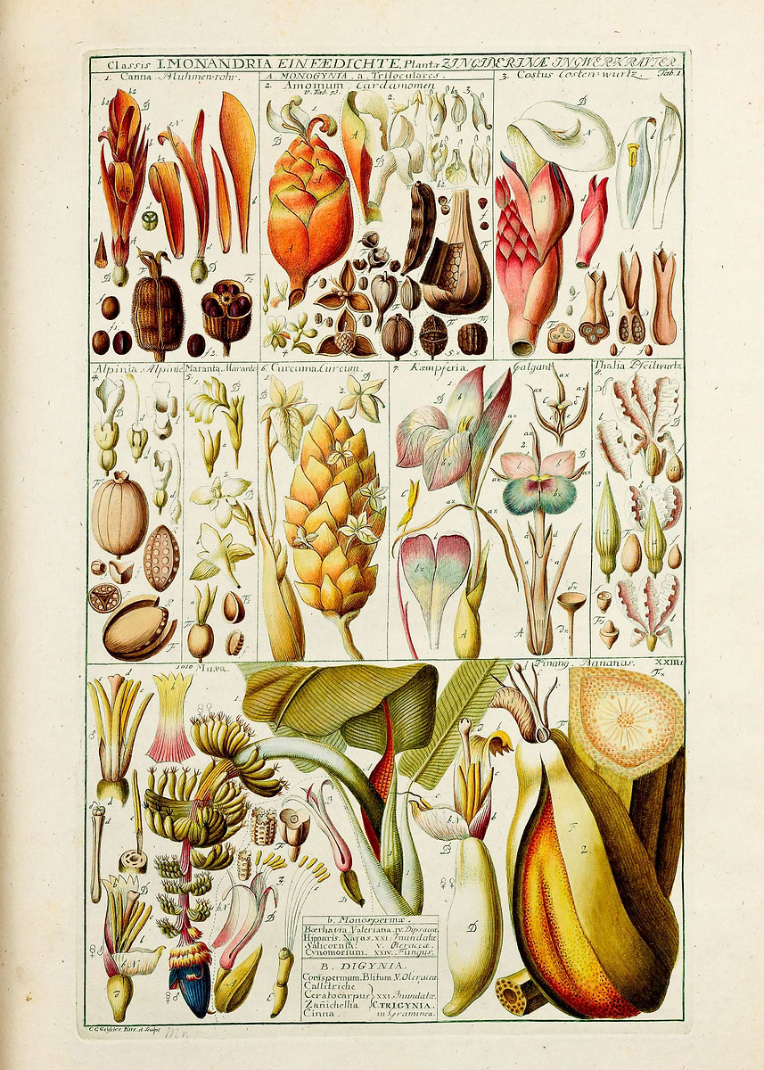 'Vintage Monandria Plants' Poster, picture, metal print, paint by ...