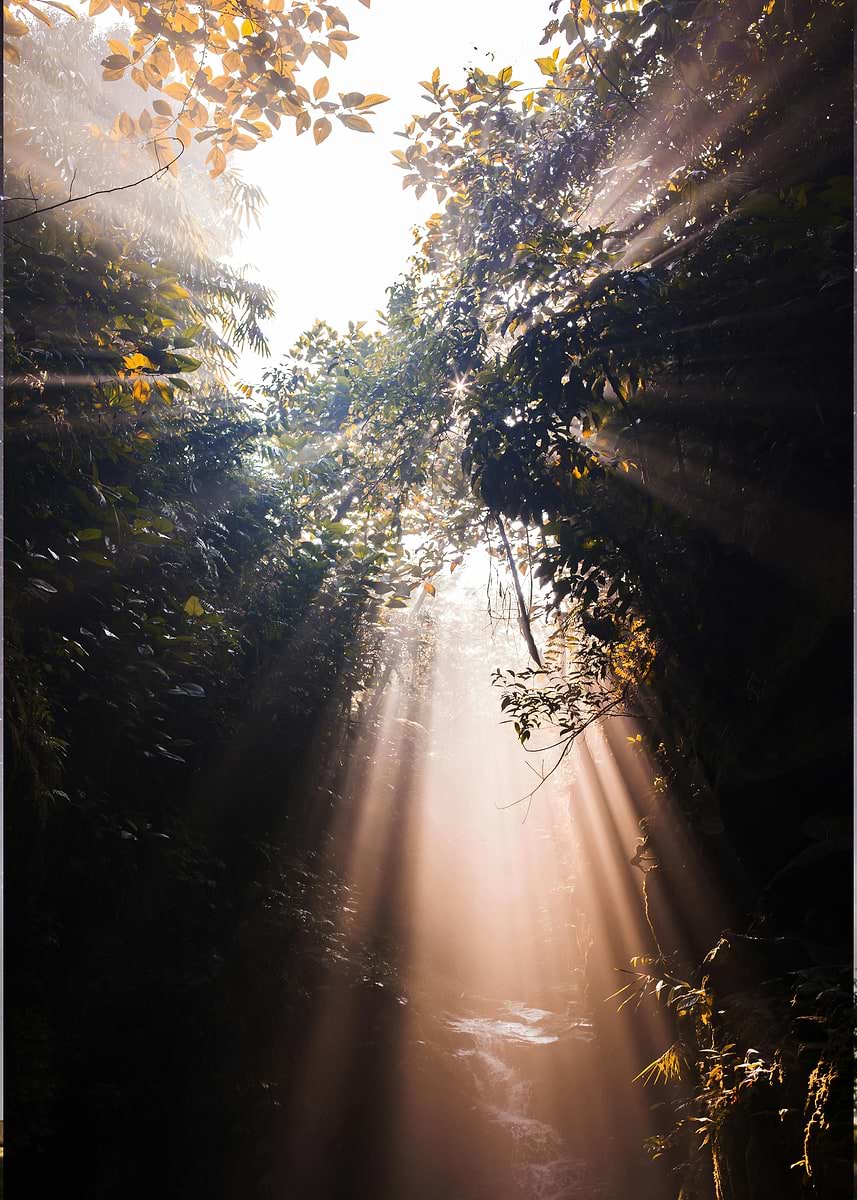 'Sunlight Filtering' Poster, picture, metal print, paint by rni khan ...