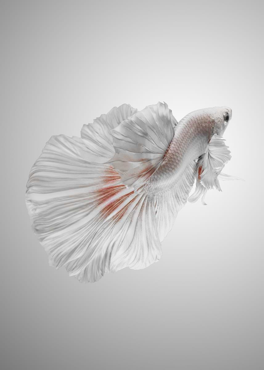 'White Betta' Poster, picture, metal print, paint by World Class Photos ...