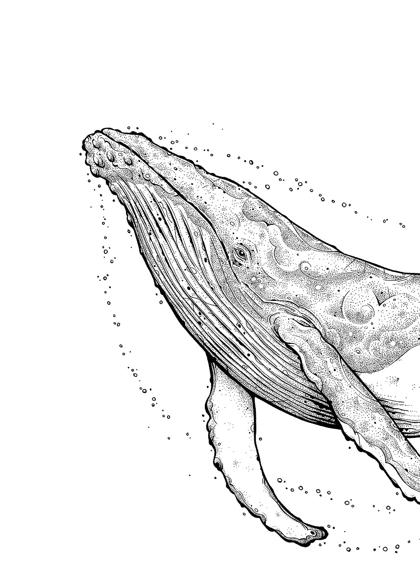 'Humback Whale Part 1 Front' Poster, picture, metal print, paint by ...
