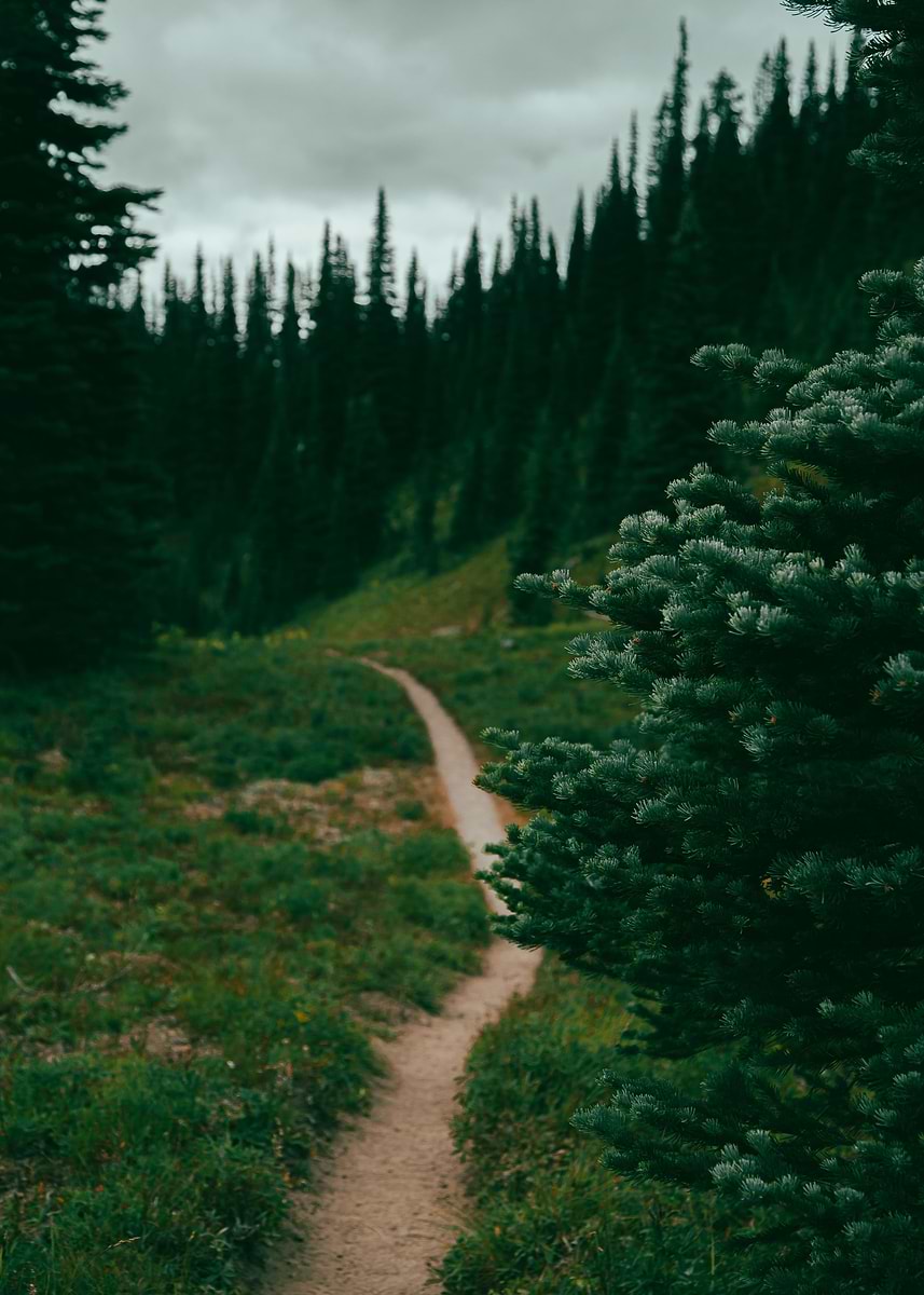 'Green Hiking Trail' Poster, picture, metal print, paint by Hannah ...