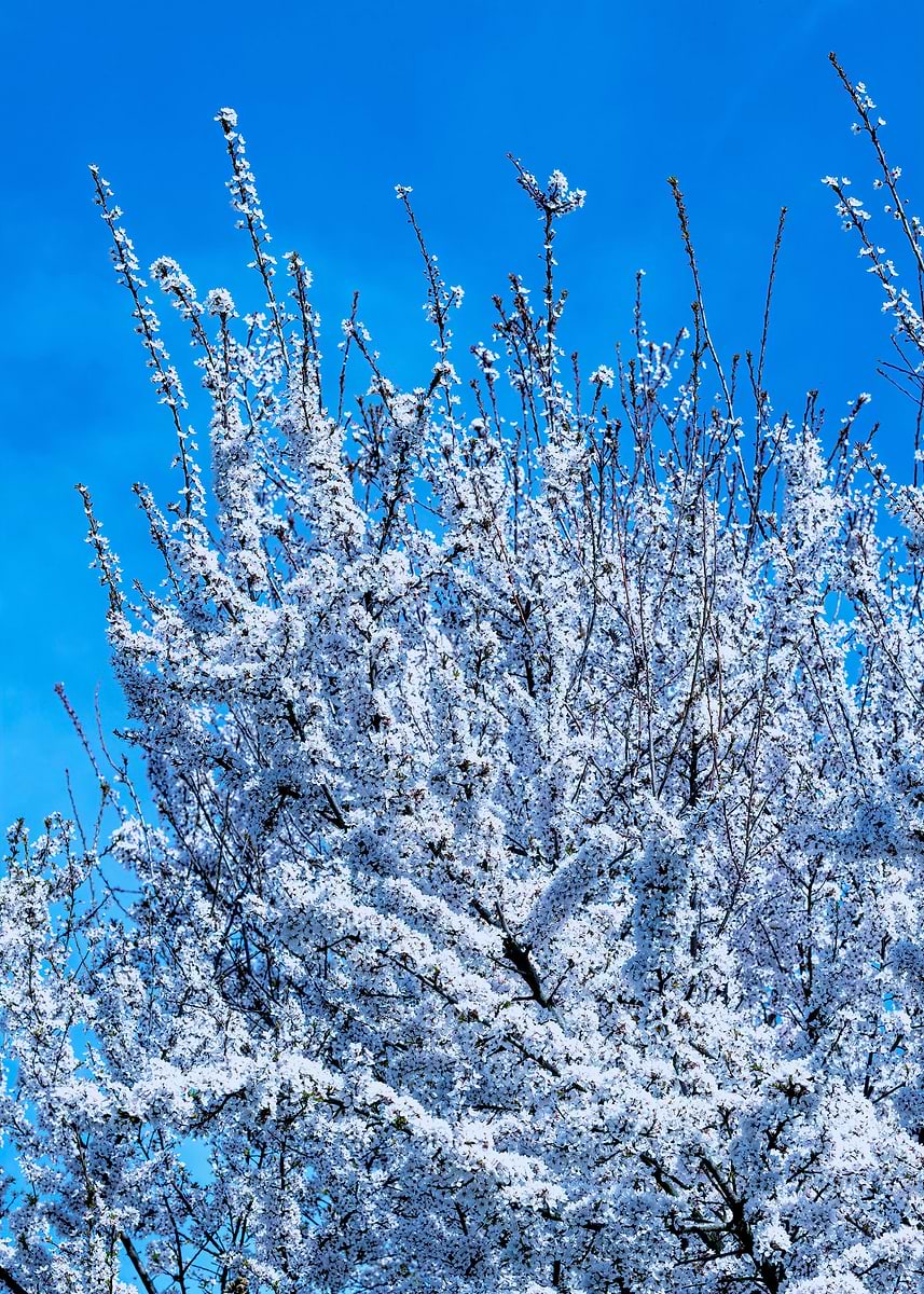 'white flower on the tree ' Poster, picture, metal print, paint by ...