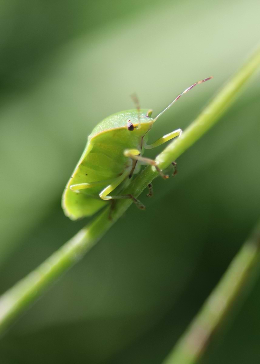 'Green Stink Bug Close Up' Poster, picture, metal print, paint by Lily ...
