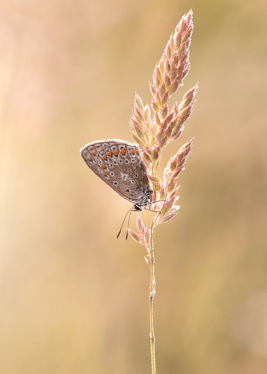 'Spring butterfly' Poster, picture, metal print, paint by Mycatherina ...