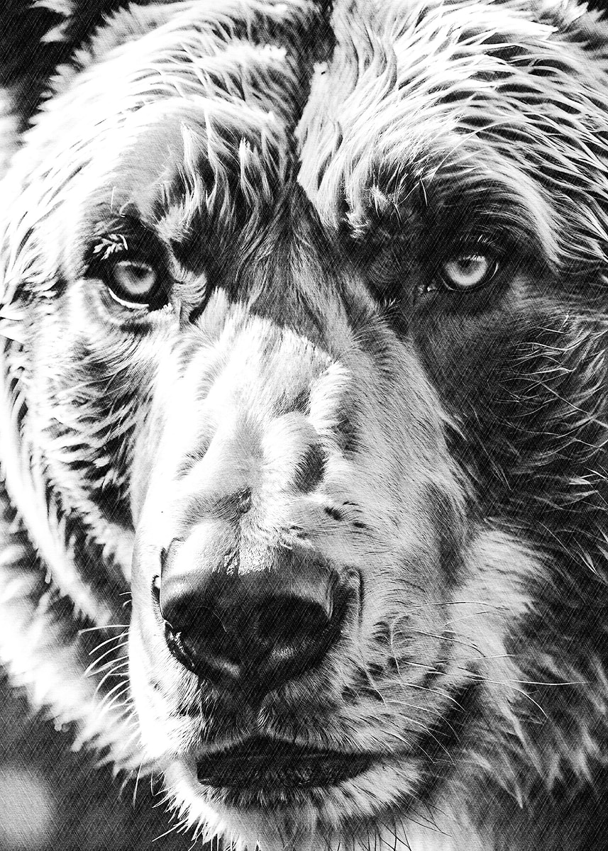 'Bear face' Poster, picture, metal print, paint by ipart id | Displate