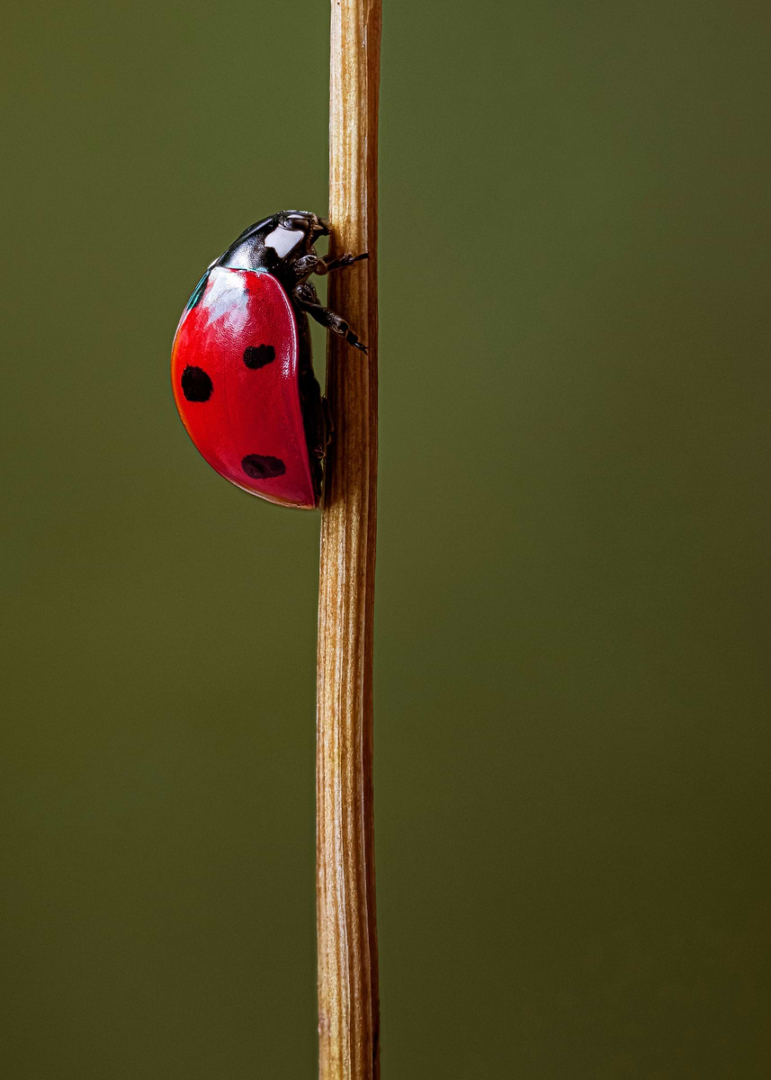 'Ladybug on dried steam' Poster, picture, metal print, paint by ...