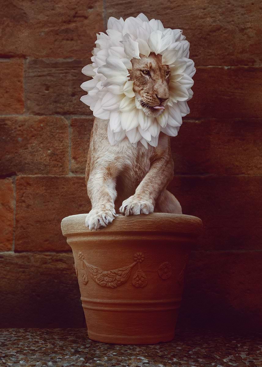 'Little Flower Lion' Poster, picture, metal print, paint by Sarah Burge ...