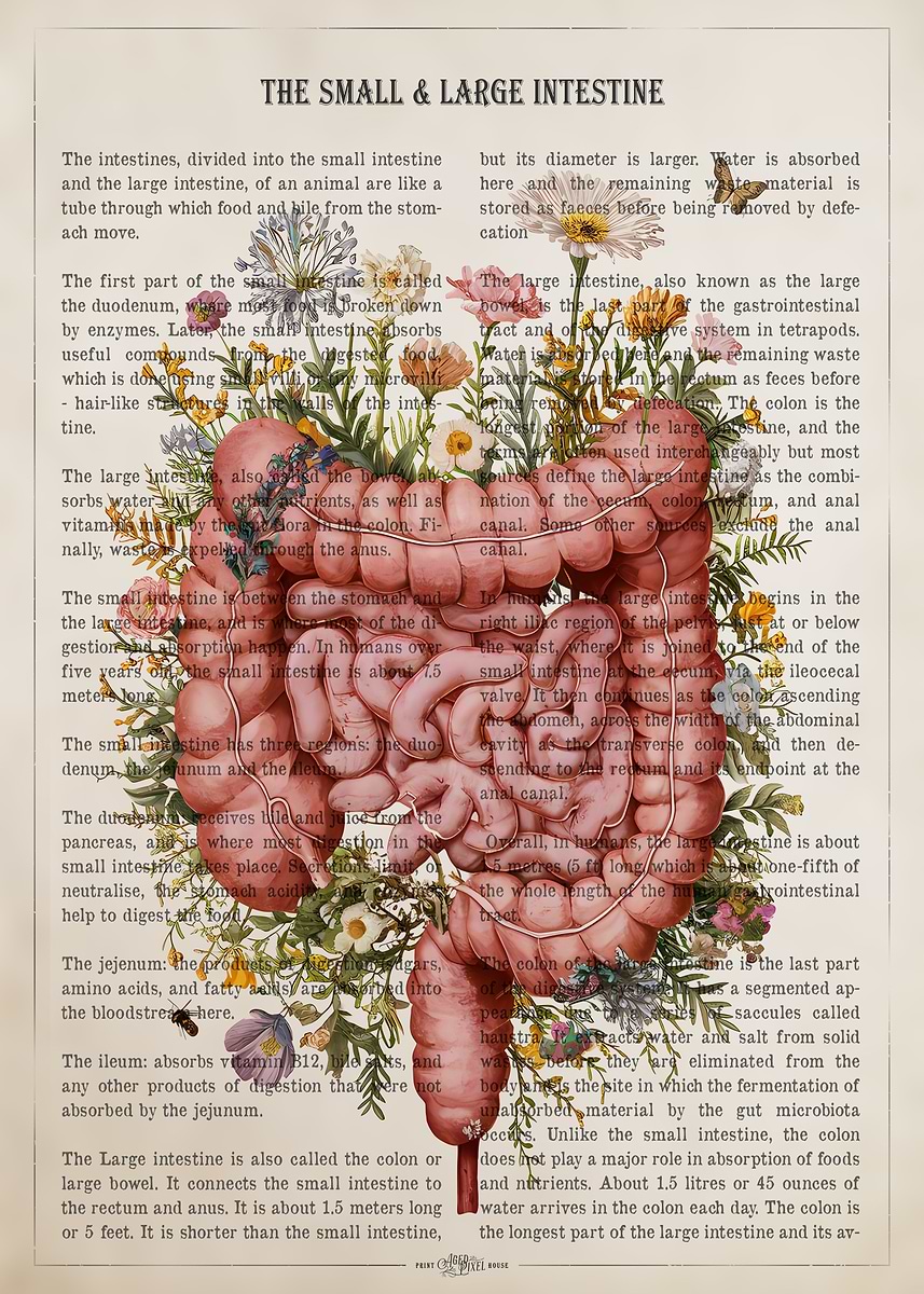 'Intestines Anatomy' Poster, picture, metal print, paint by Aged Pixel ...