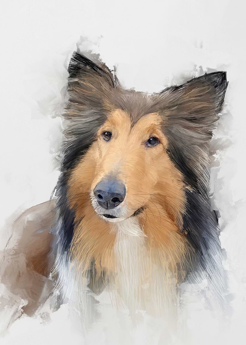 'Collie Dog Portrait' Poster, picture, metal print, paint by ...