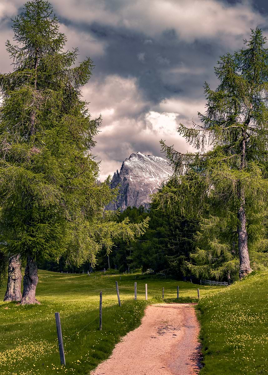 'Mountain Path Through Trees' Poster, picture, metal print, paint by ...