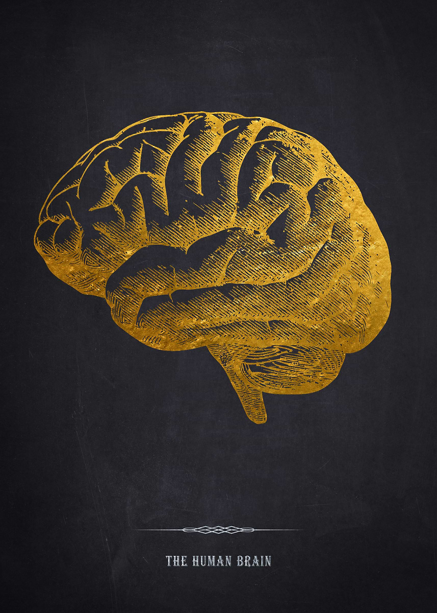 'Golden Human Brain Illustration' Poster, picture, metal print, paint ...