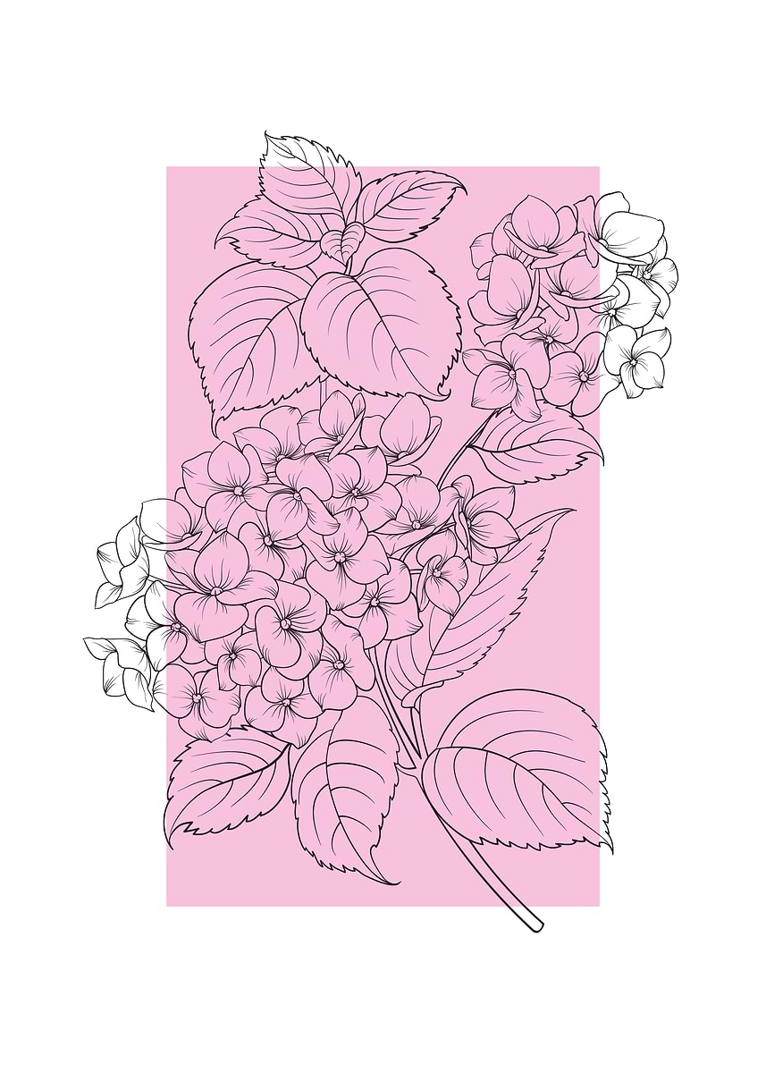 'Hydrangea Line Art' Poster, picture, metal print, paint by dkDesign ...