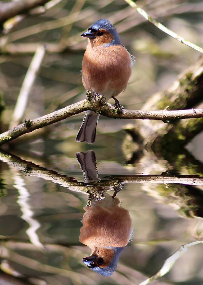 'Chaffinch on a Branch ' Poster, picture, metal print, paint by Jacqui ...