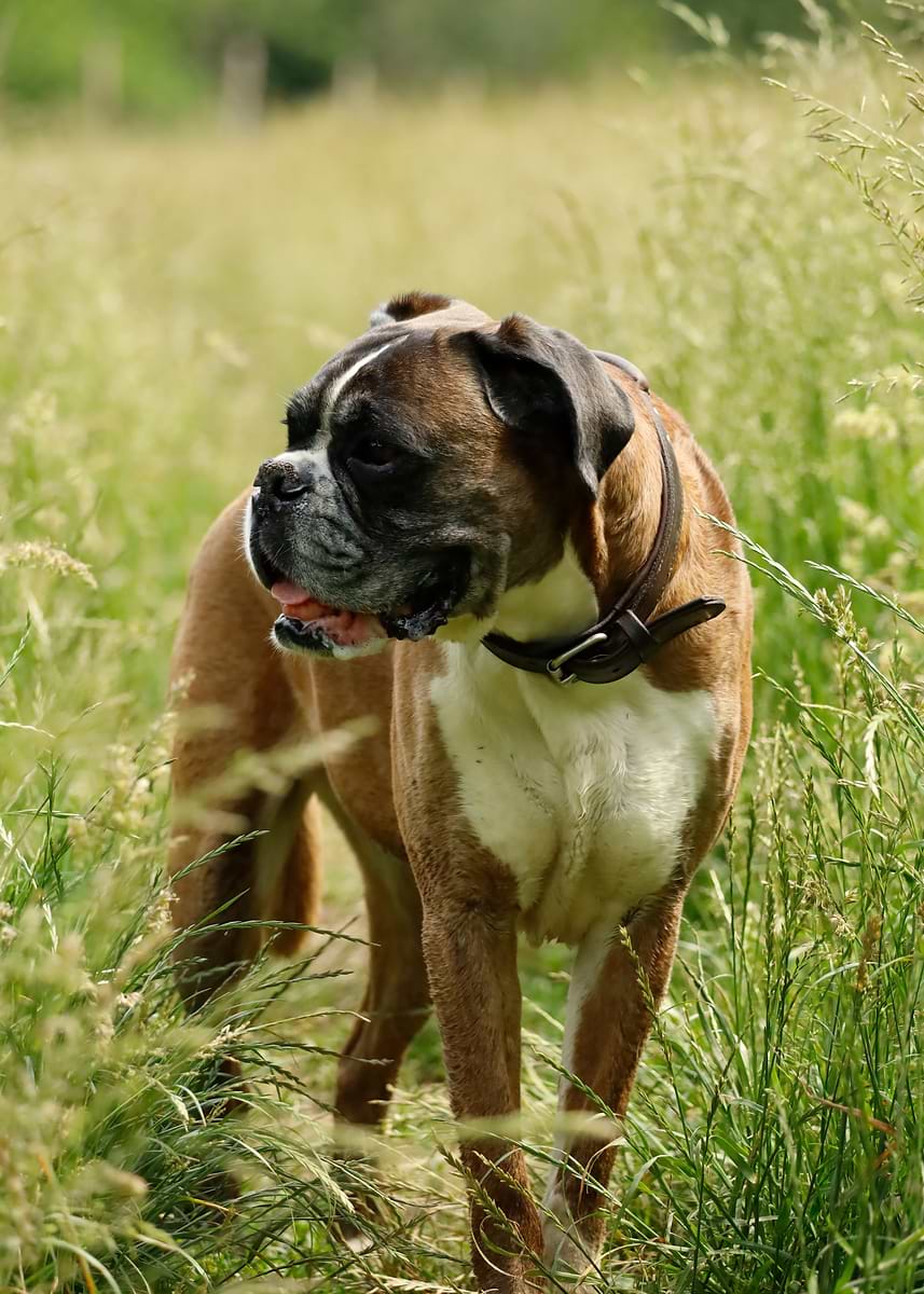 'Boxer Dog in Grass' Poster, picture, metal print, paint by Tisu ...