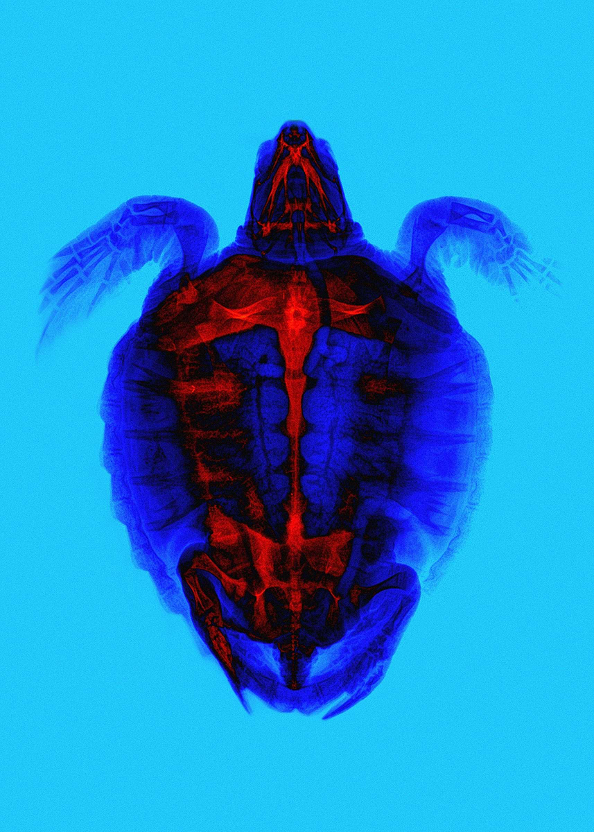 'Sea Turtle X-Ray Color' Poster, picture, metal print, paint by MAB ...