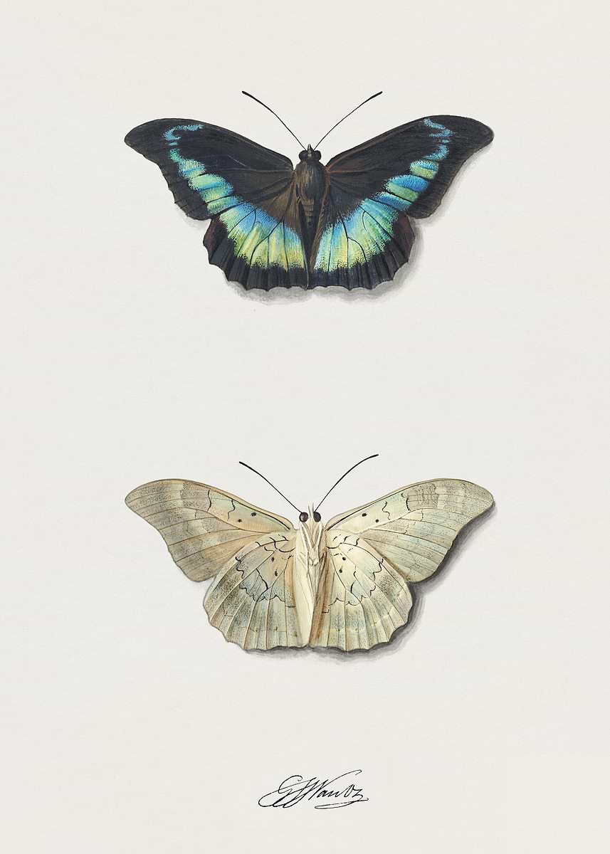 'Two Butterfly Illustrations' Poster, picture, metal print, paint by ...