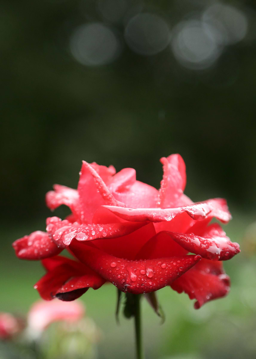 'Red Rose with Dew Drops' Poster, picture, metal print, paint by Tisu ...
