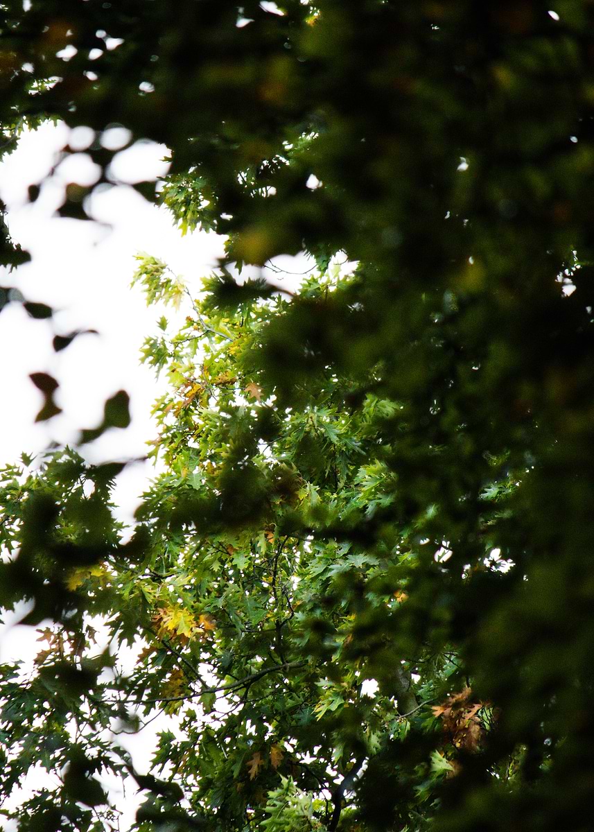'Green Tree Canopy' Poster, picture, metal print, paint by Hendrik Zahn ...