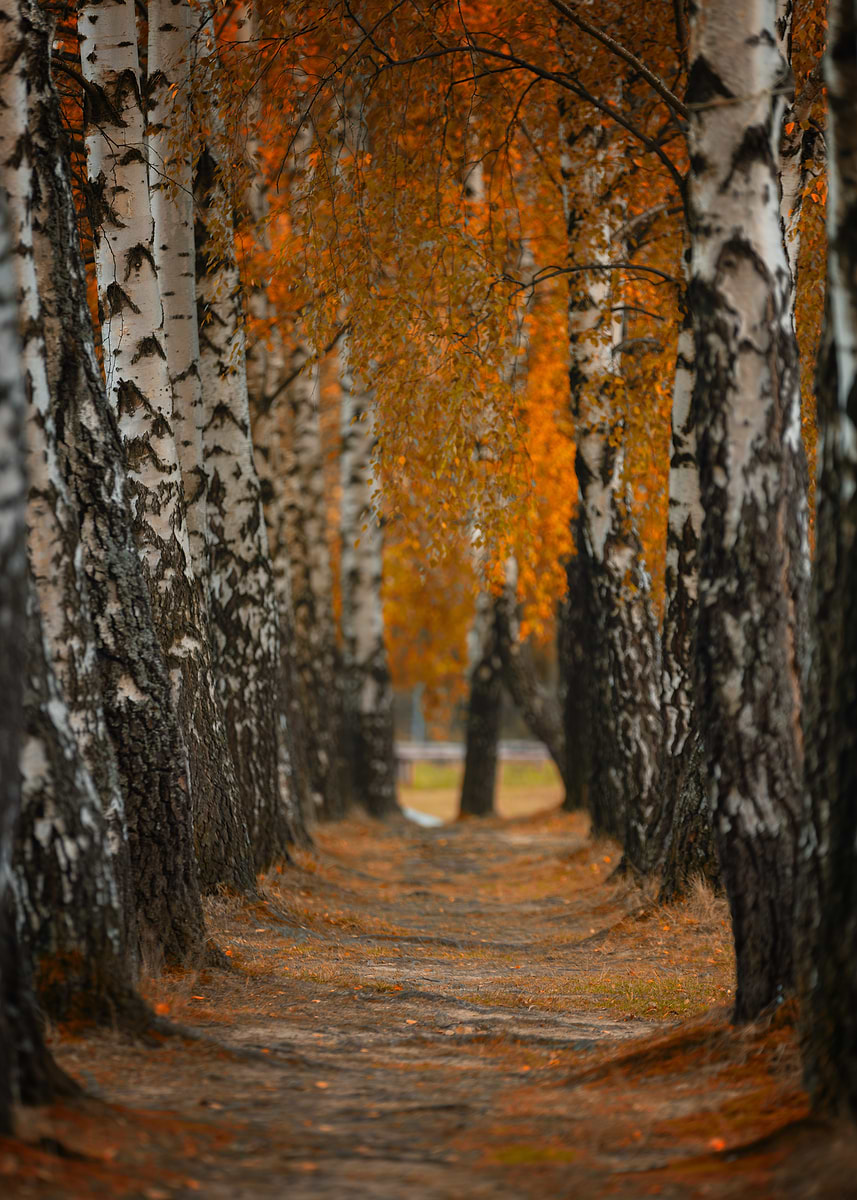 'Autumn Birch Tree Path' Poster, picture, metal print, paint by ...