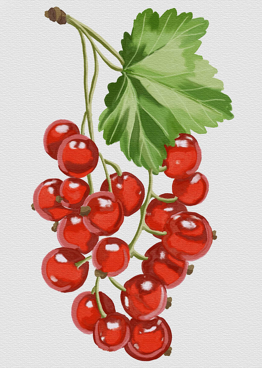 'Red Currant Illustration' Poster, picture, metal print, paint by Art ...