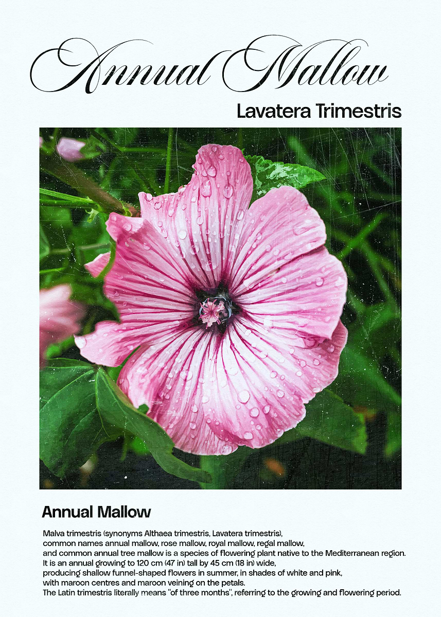 'Annual Mallow Flower' Poster, picture, metal print, paint by Gibran ...