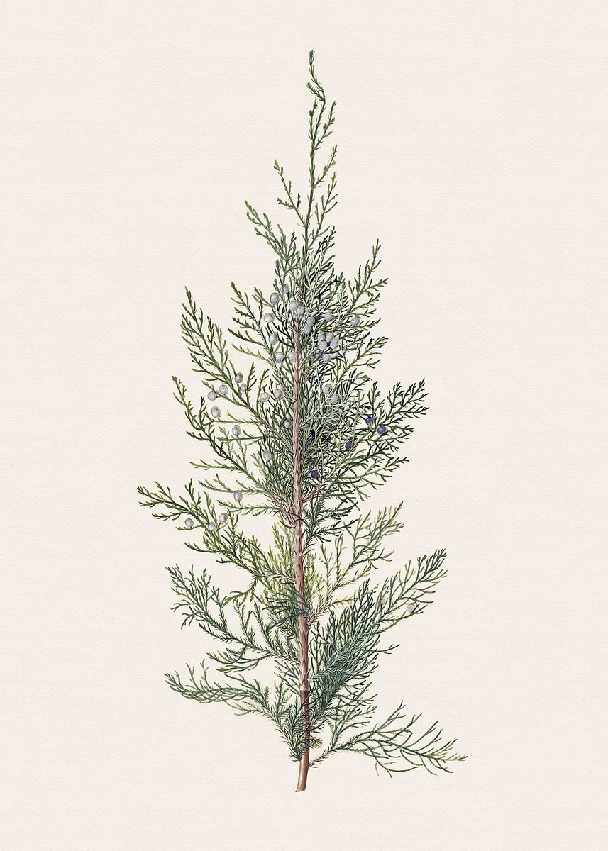 'Cedar Branch Illustration' Poster, picture, metal print, paint by ...