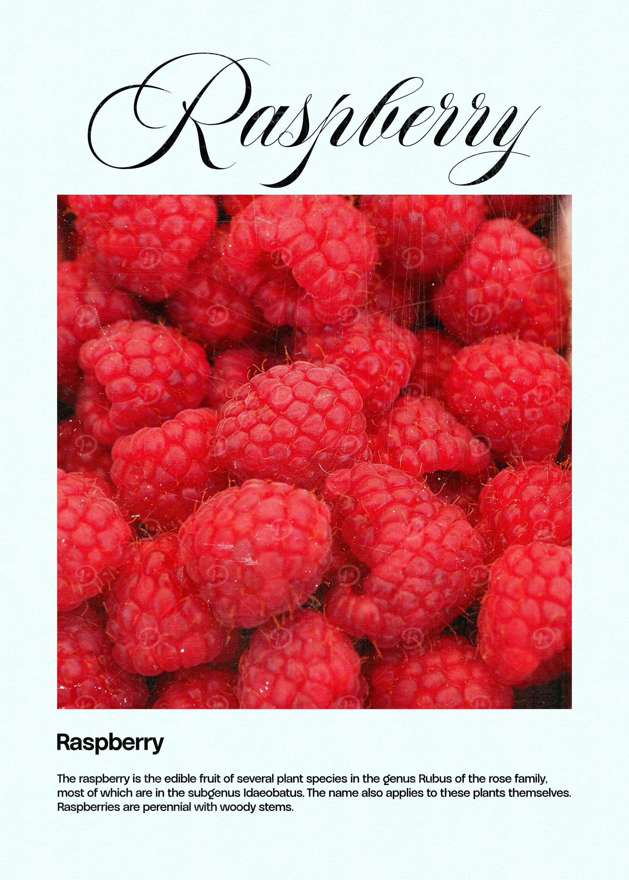 'Close-up of Raspberries' Poster, picture, metal print, paint by Gibran ...