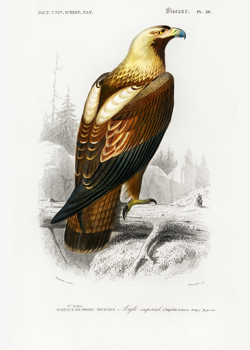 'Imperial Eagle Illustration' Poster, picture, metal print, paint by ...