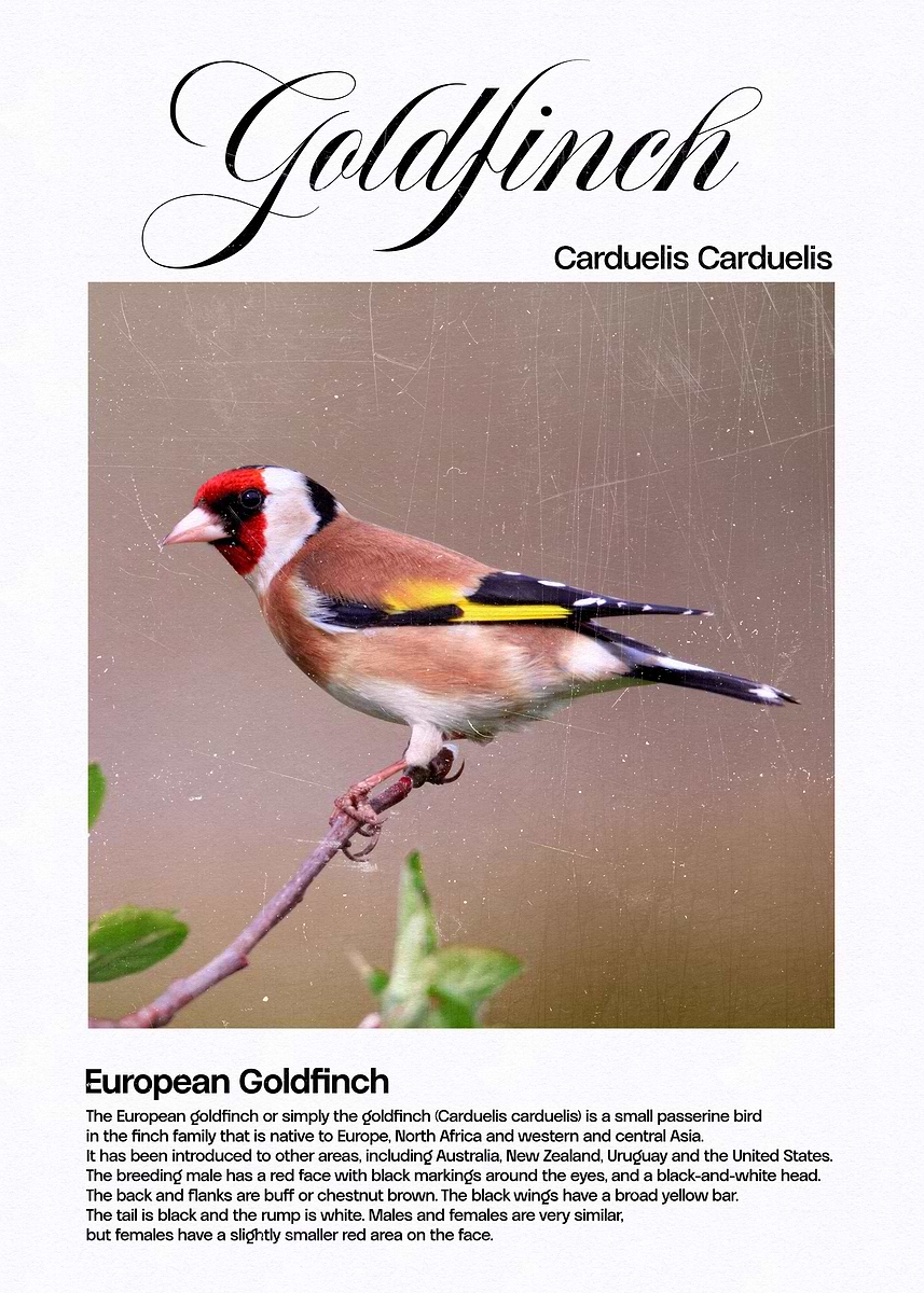 'European Goldfinch' Poster, picture, metal print, paint by Gibran ...