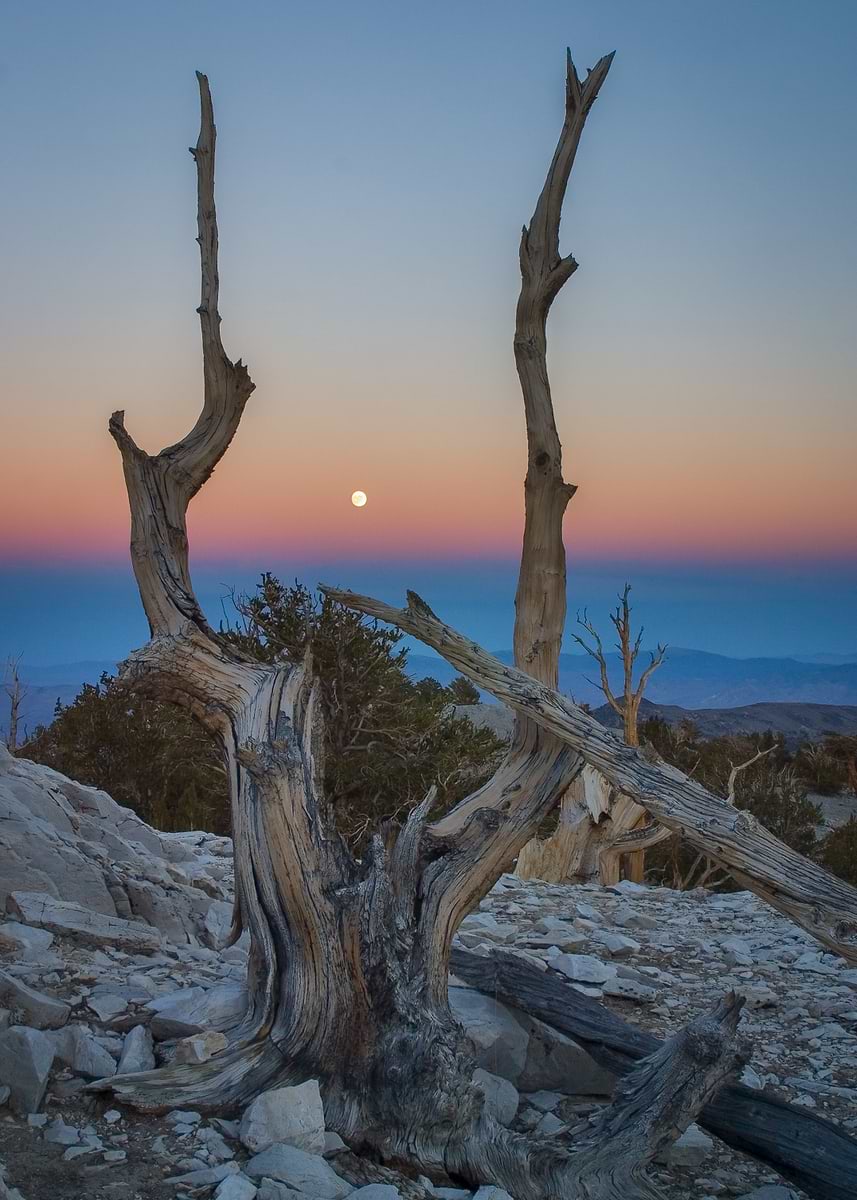 'Dead Tree In Sunset' Poster, picture, metal print, paint by ...