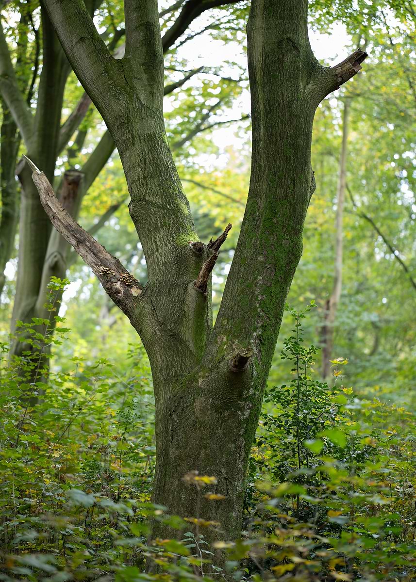 'Forest Tree Trunk' Poster, picture, metal print, paint by Andre B ...