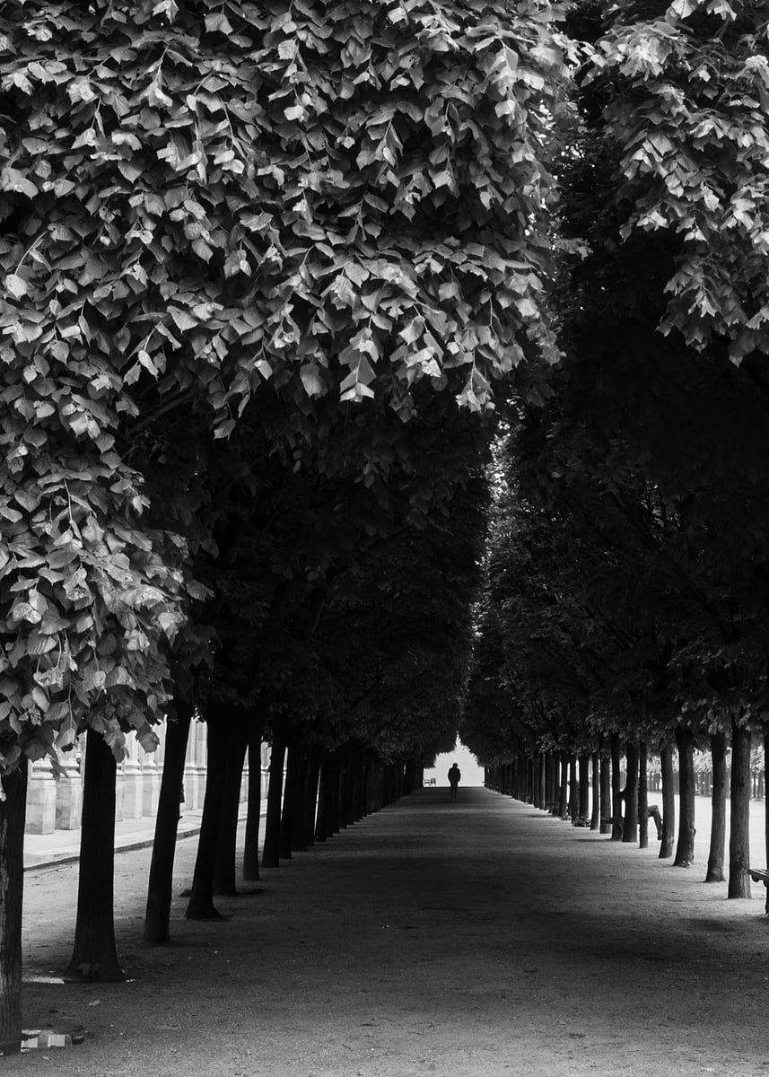 'Tree-Lined Path in Paris' Poster, picture, metal print, paint by ...