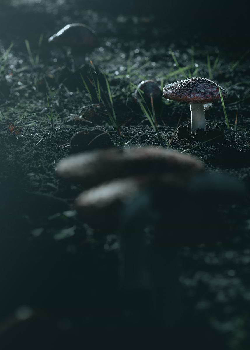 'Mushrooms in Forest' Poster, picture, metal print, paint by Adam ...