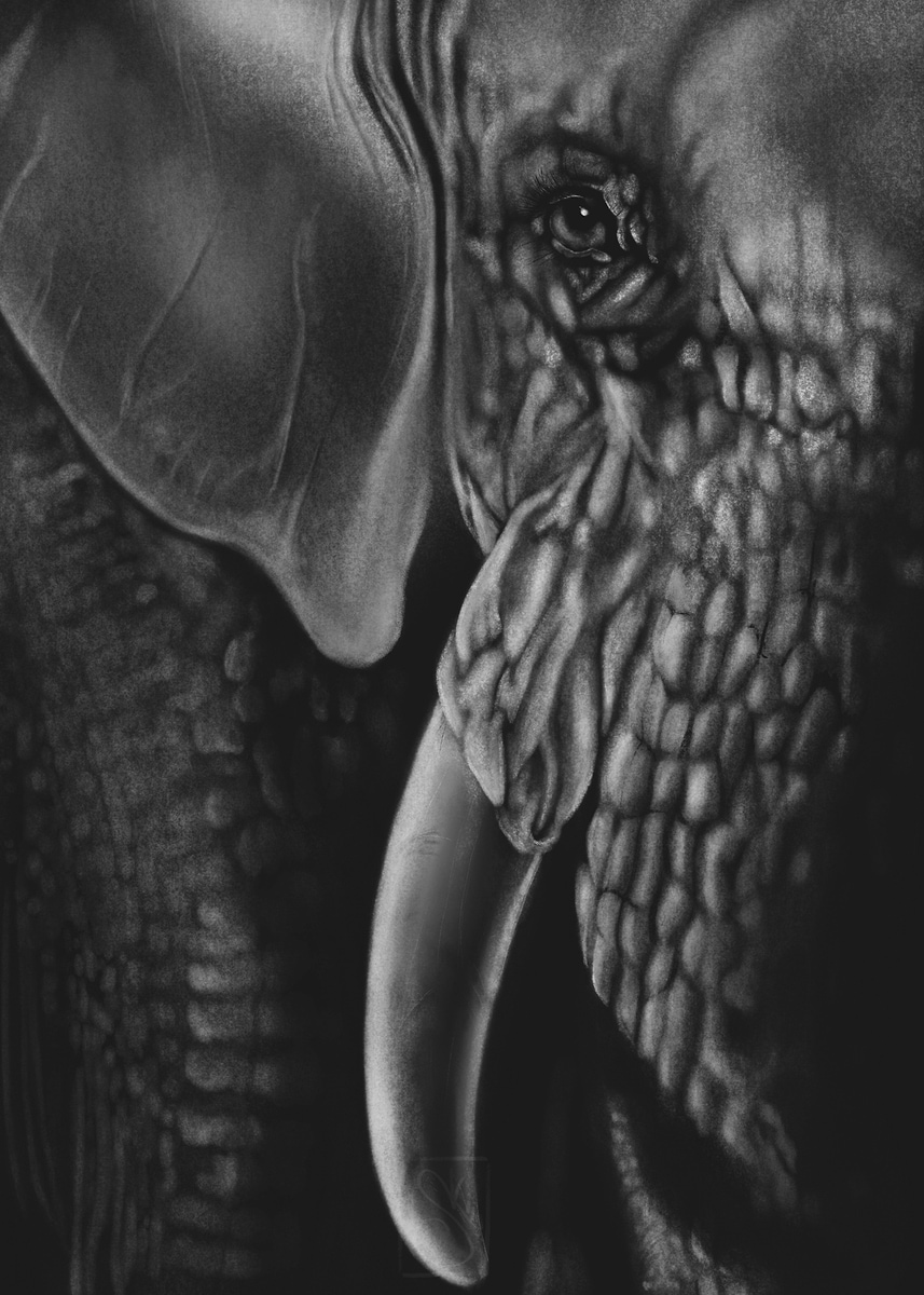'Elephant Close-Up' Poster, picture, metal print, paint by Skii_Illustrations | Displate