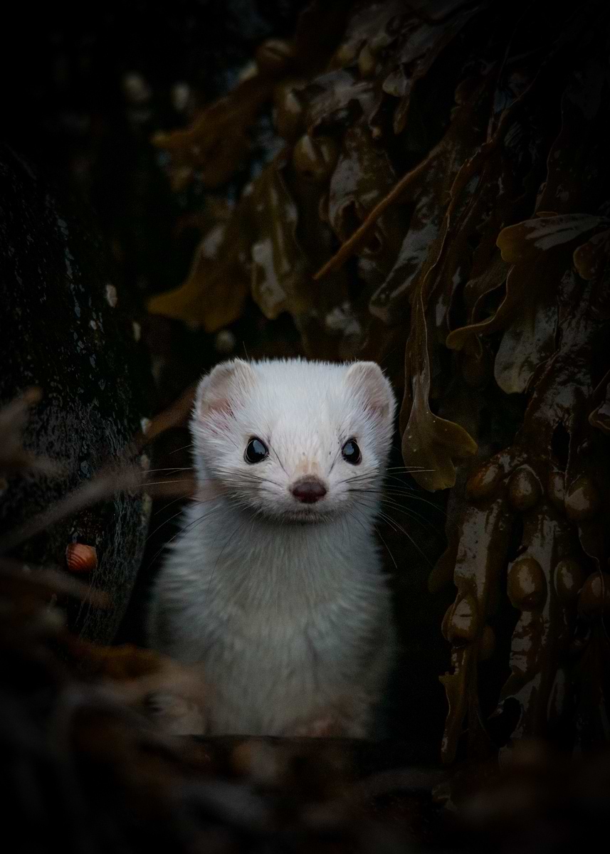 'White Stoat' Poster, picture, metal print, paint by ...
