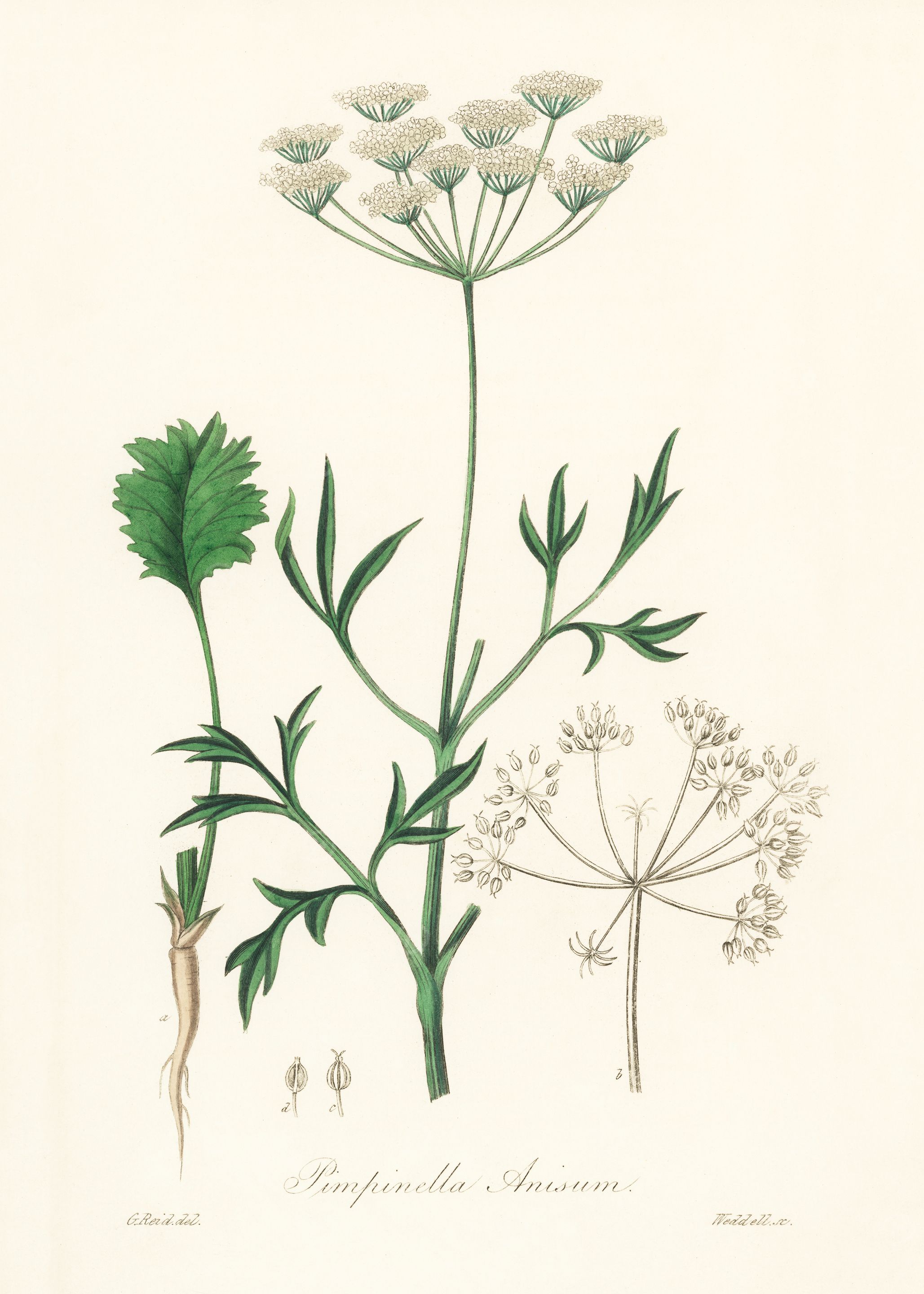 'Pimpinella Anisum Botanical Illustration' Poster, picture, metal print ...