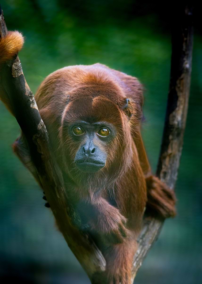 'Red Howler Monkey' Poster, picture, metal print, paint by Joschen113 ...