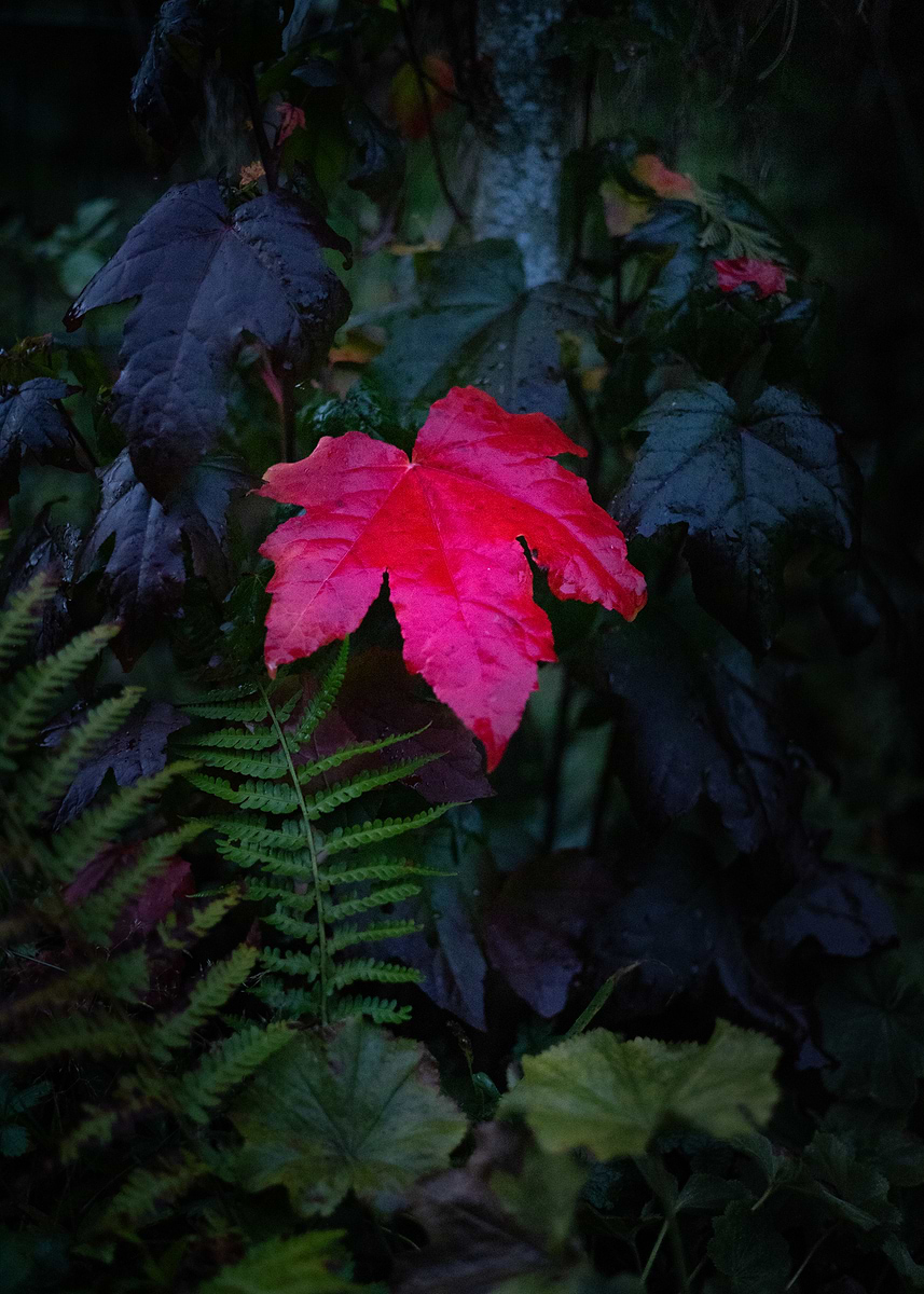 'Single Red Leaf in Foliage' Poster, picture, metal print, paint by ...