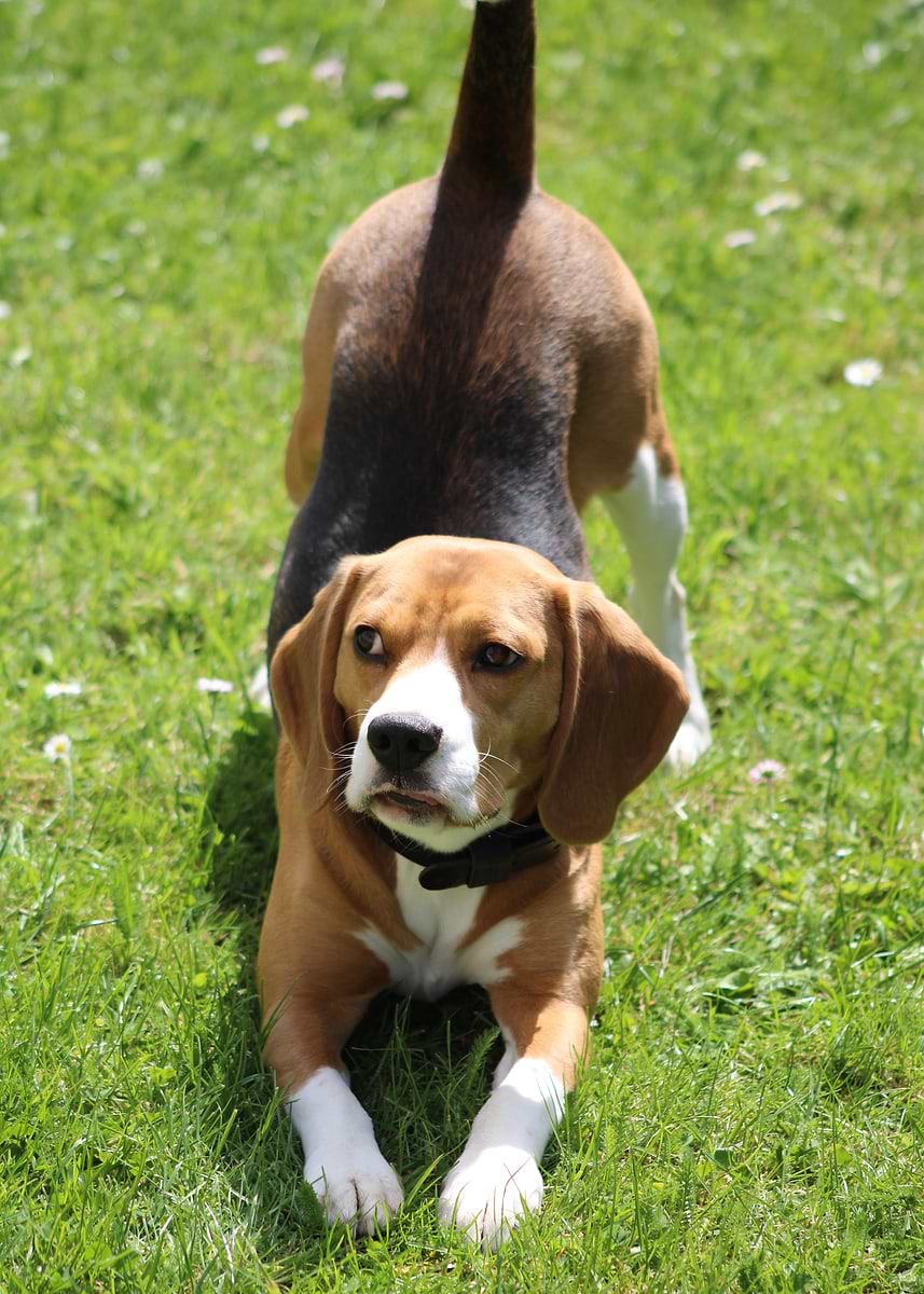 'Beagle Dog on Grass' Poster, picture, metal print, paint by Tom | Displate