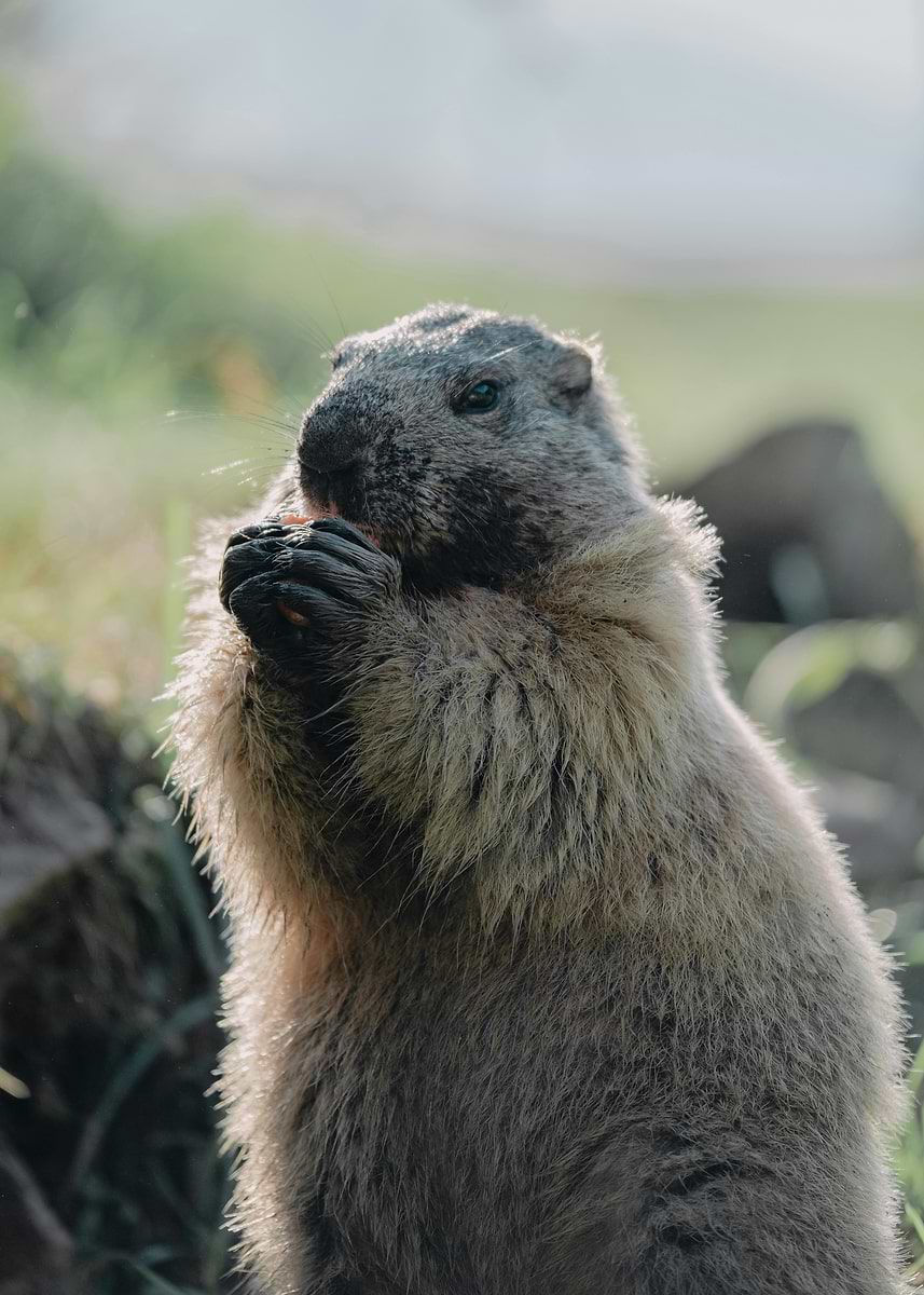'Marmot Eating' Poster, picture, metal print, paint by Art Photography ...