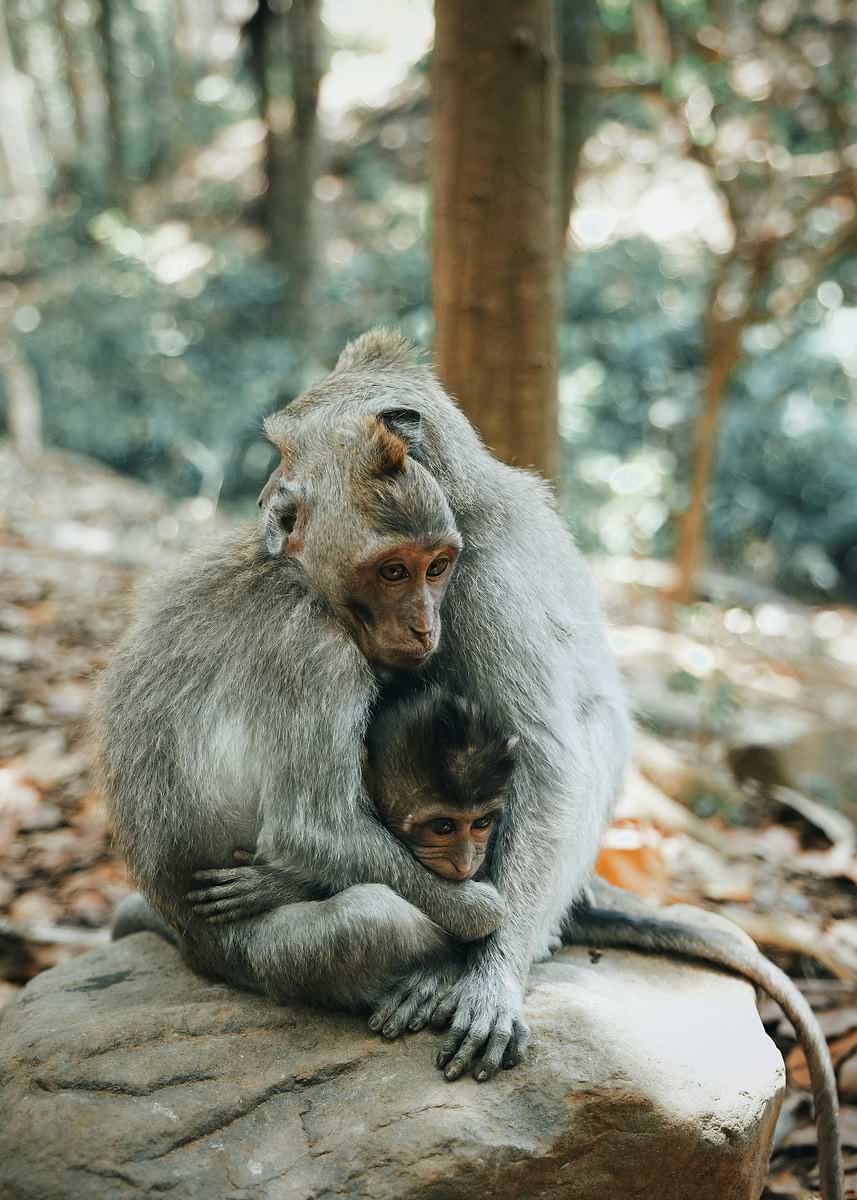 'Mother Monkey Holding Baby' Poster, picture, metal print, paint by Art ...