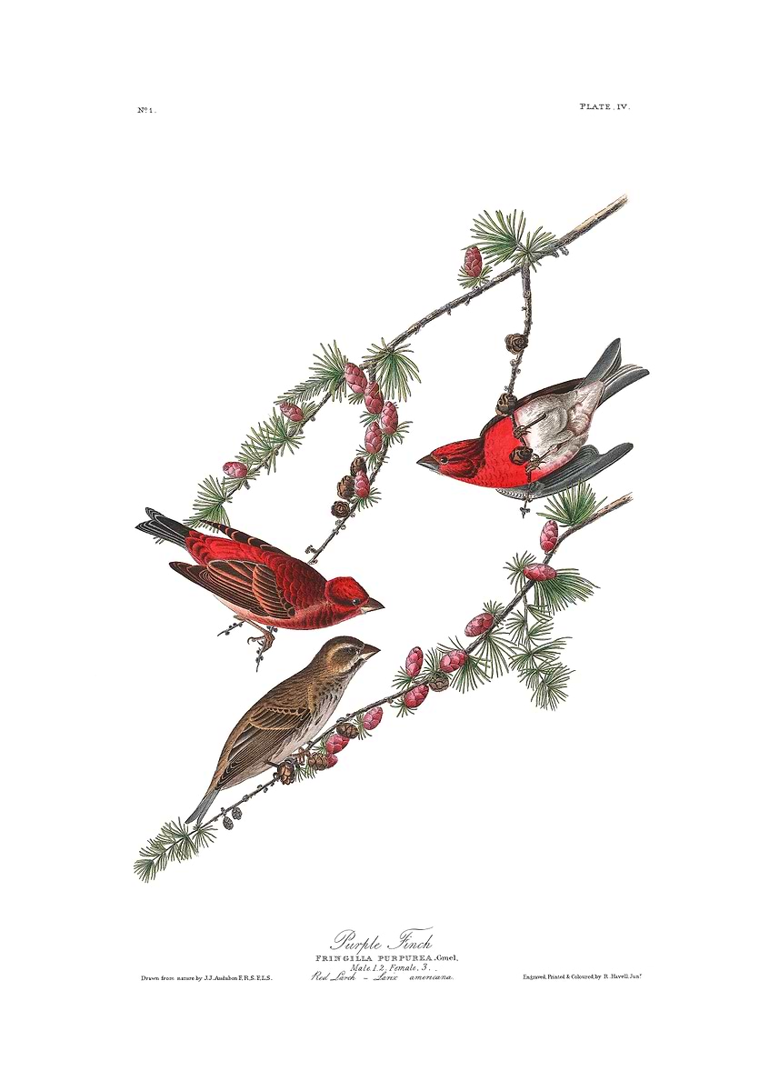 'The Birds of America - Purple Finch' Poster, picture, metal print ...