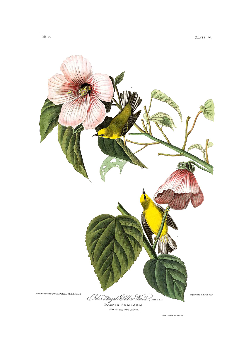 'The Birds of America - Blue-Winged Yellow Warbler' Poster, picture ...