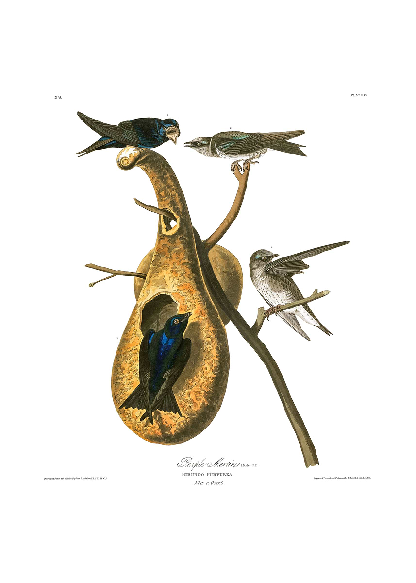 'The Birds of America - Purple Martin' Poster, picture, metal print ...