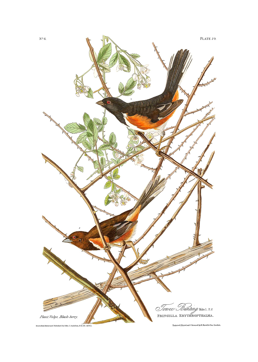'The Birds of America - Towee Bunting' Poster, picture, metal print ...