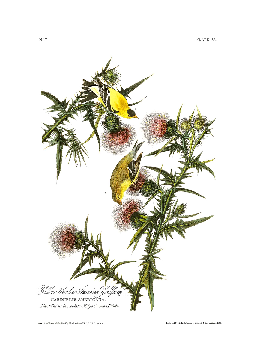 'The Birds of America - American Goldfinch' Poster, picture, metal ...