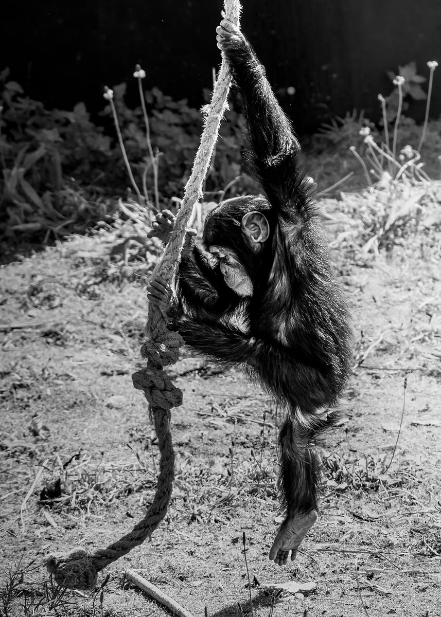'Chimpanzee Climbing Rope' Poster, picture, metal print, paint by Kai T ...