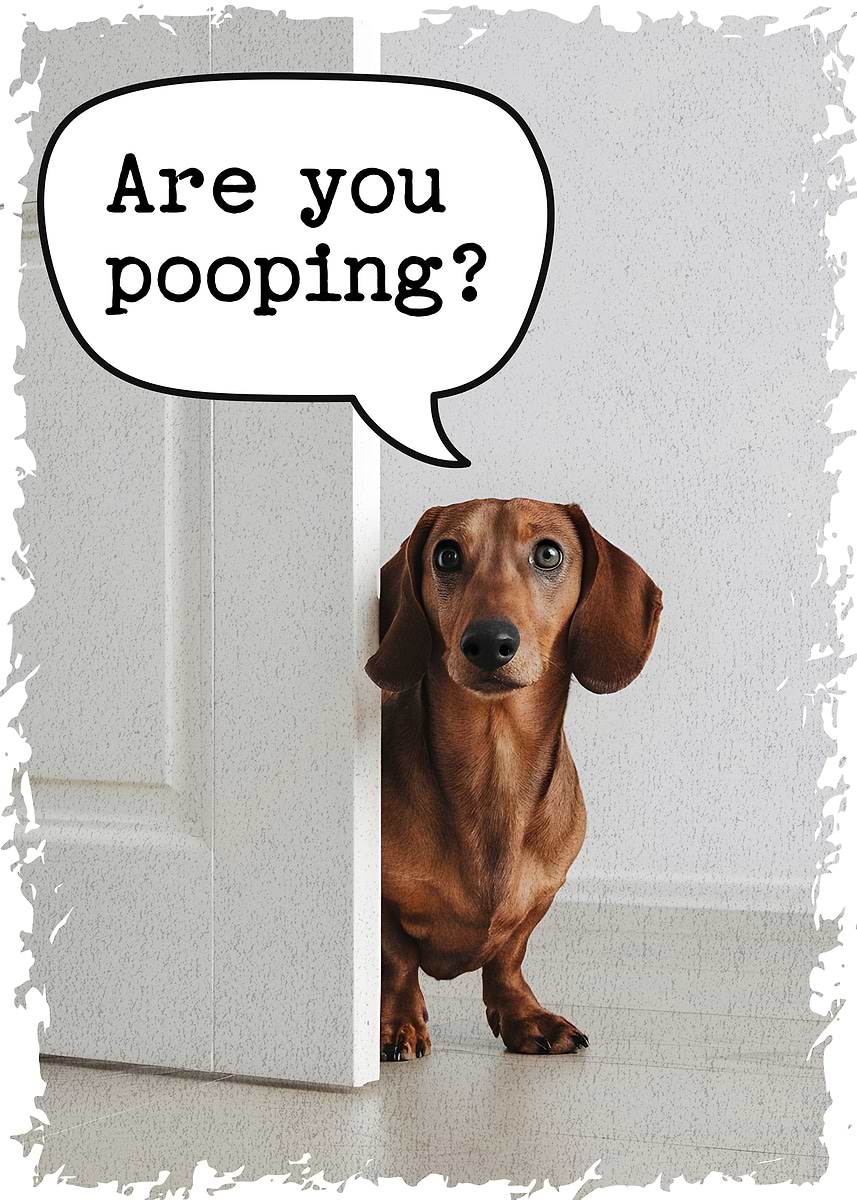 'Are You Pooping Doxie' Poster, picture, metal print, paint by RudiArt ...